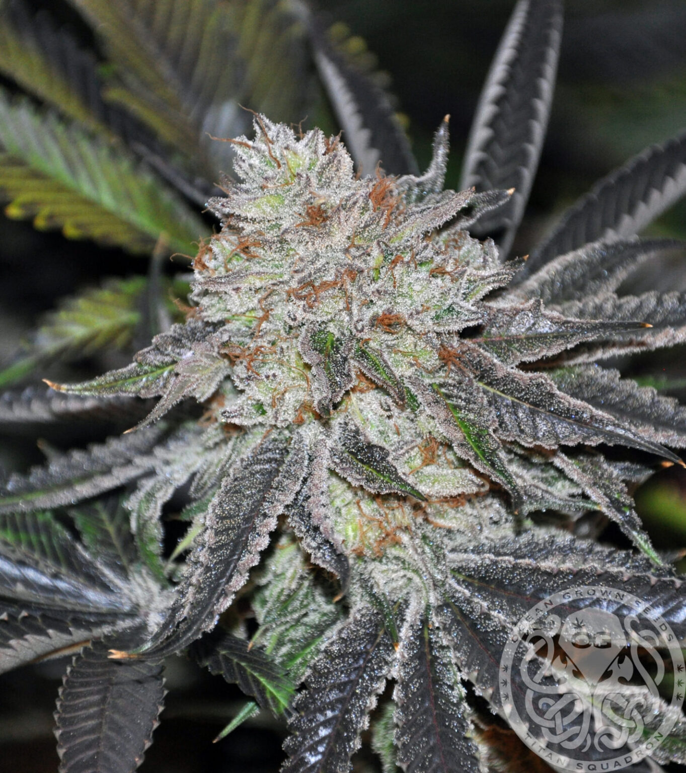 Dreaded Pie – Ocean Grown Seeds